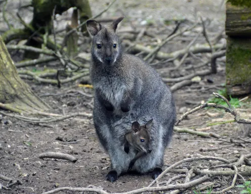 Where’s Wallaby? Research reveals how wild wallabies are thriving in ...